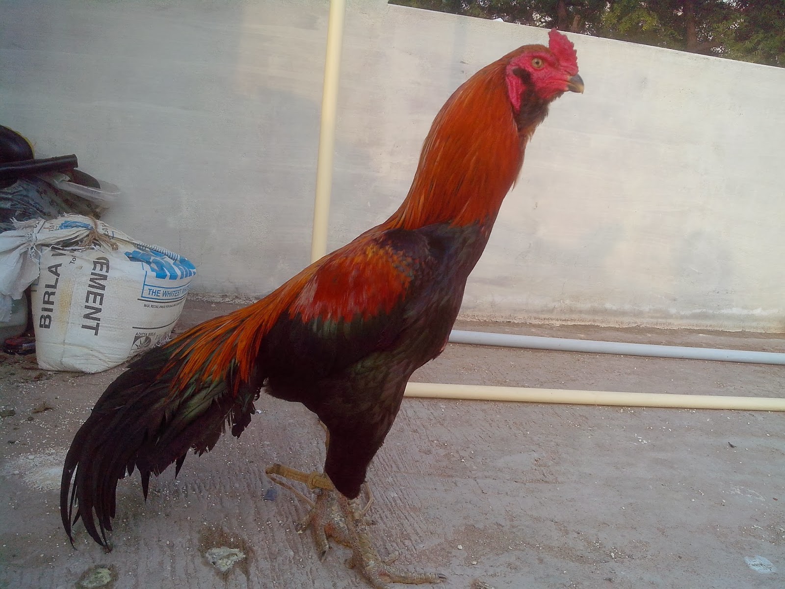கட்டு சேவல் - KATTU SEVAL - SANDAI SEVAL - FIGHTING ROOSTER