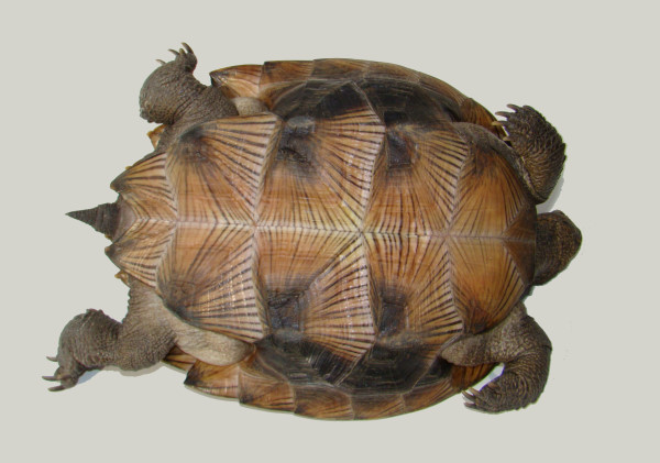 Giant Asian Pond Turtle - Reptiles World