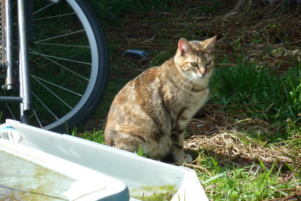Brown Torbie Tortoise Tabby Cat