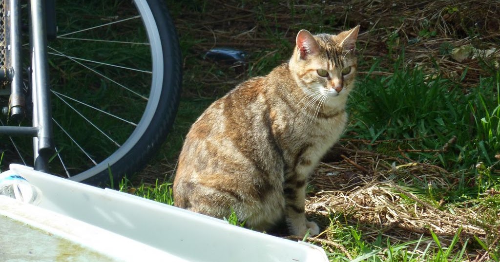 Brown Torbie Tortoise Tabby Cat | The Feral Life Cat Blog