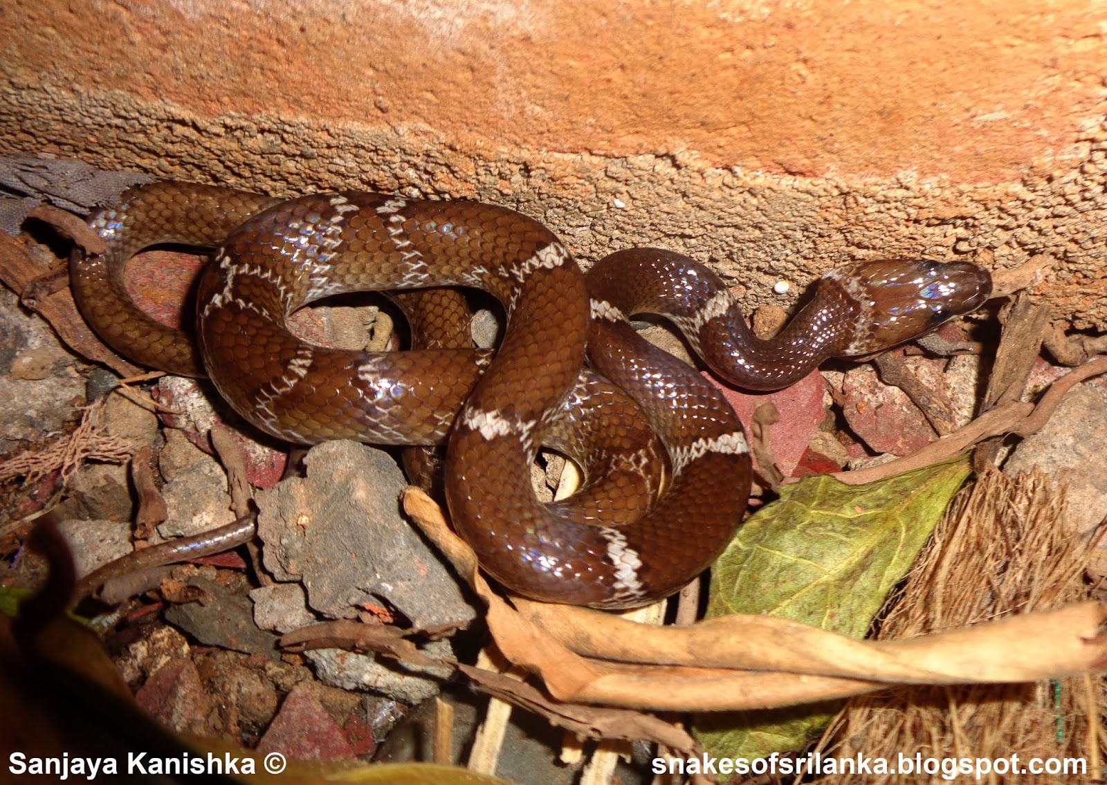 Common Wolf Snake/අළු රදනකයා(Lycodon aulicus-Linnaeus, 1758)