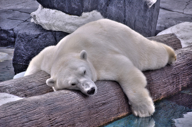 Hella Heaven: Polar bear napping on a log by Fred Voetsch