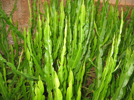 PLANTAS E ERVAS E FRUTOS QUE CURAM: ERVA CARQUEJA: