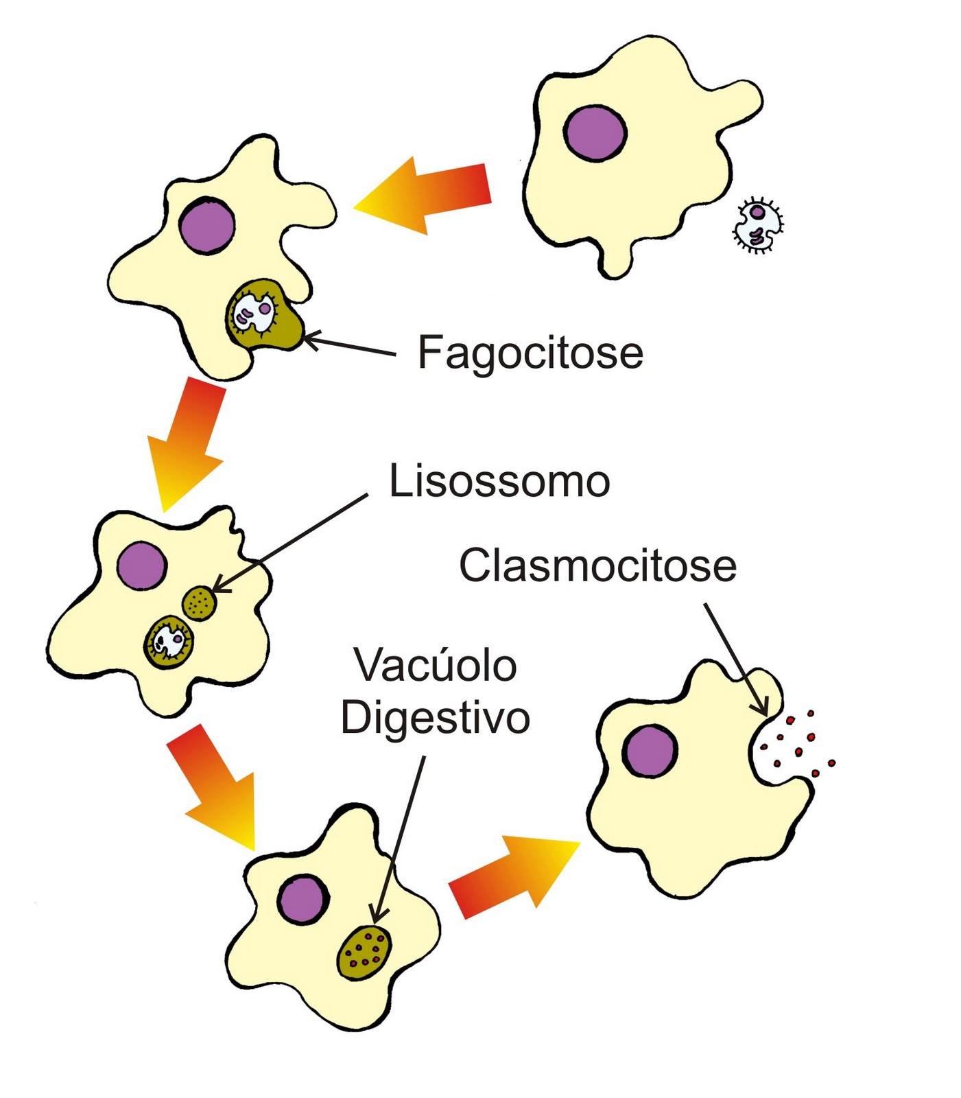 Lisossomos; Lisossomas