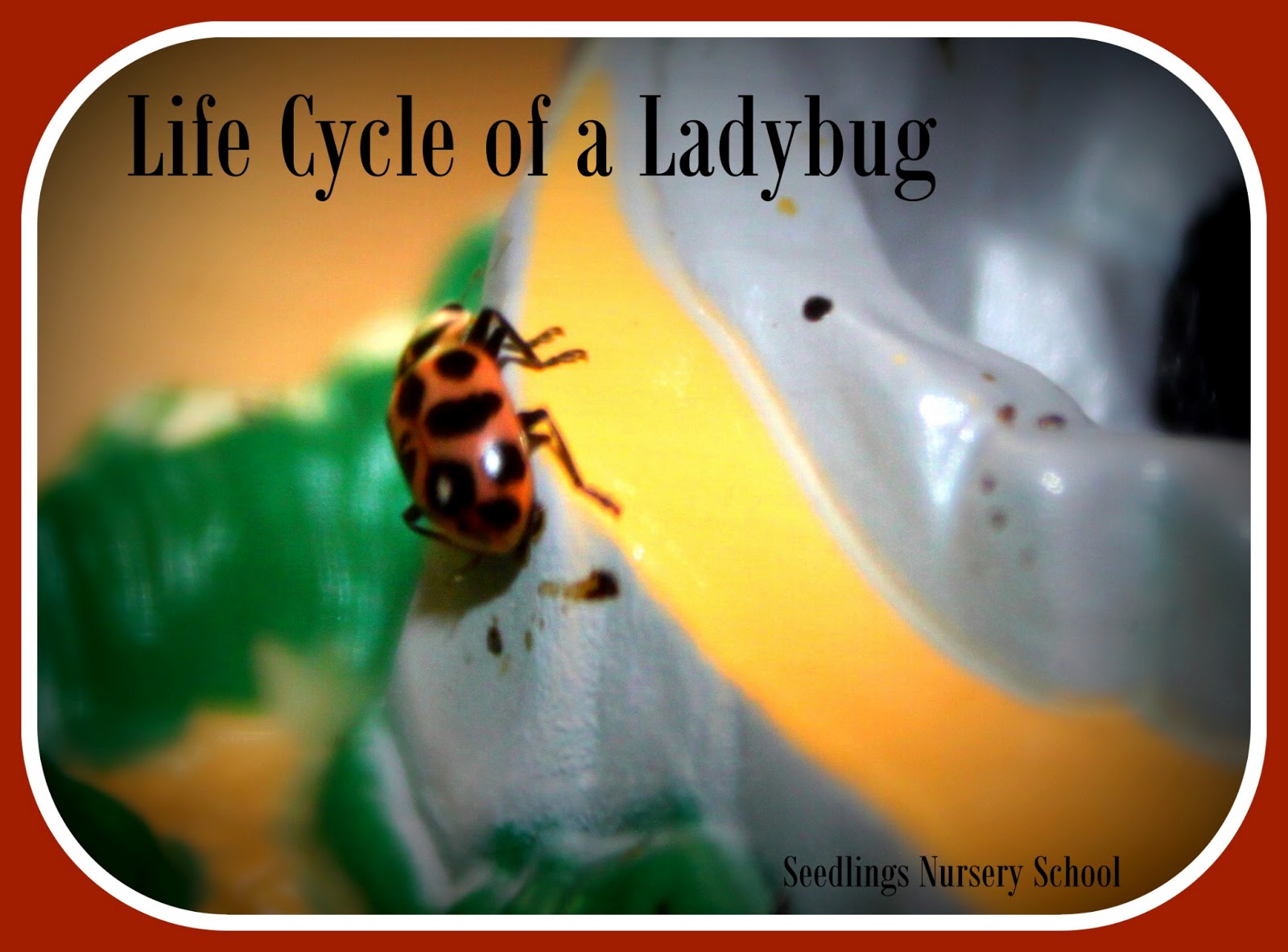 Seedlings Nursery School: Life Cycle of a Ladybug
