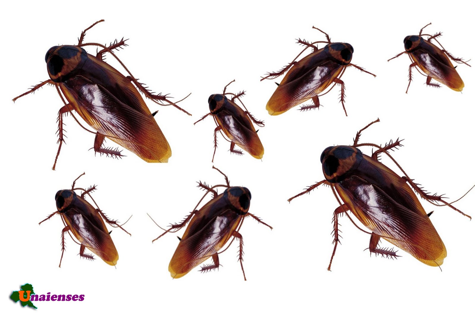 Unaienses: Você sabe como as baratas se comunicam?