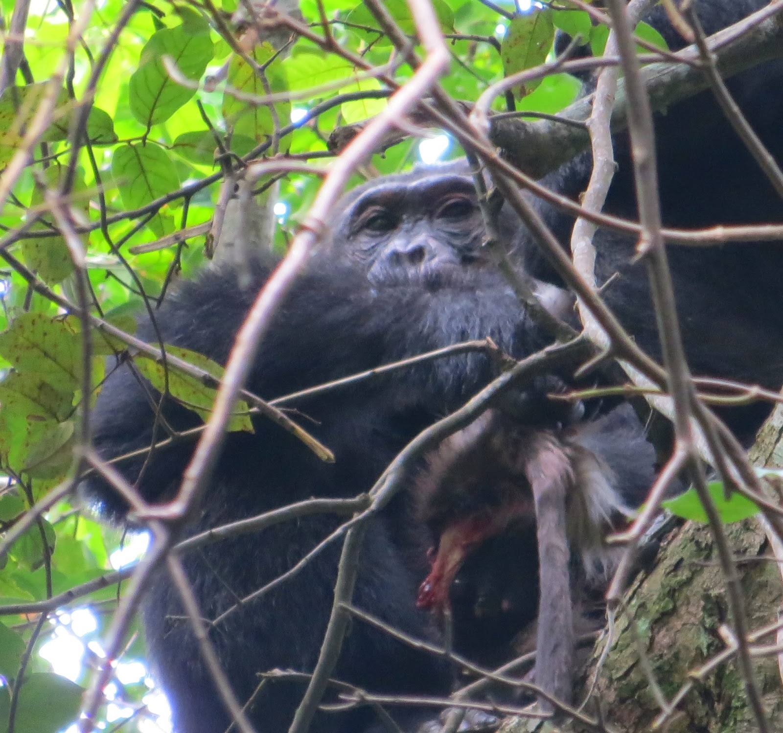 Nomad | Monkey hunting