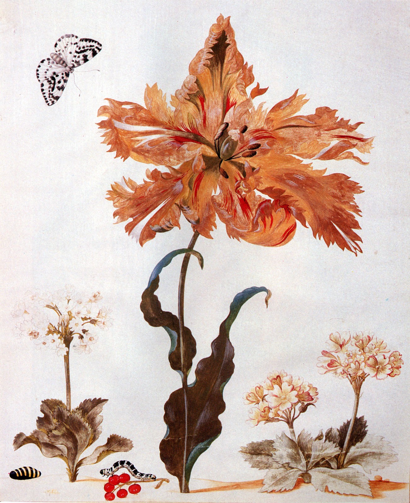 loveisspeed.......: Maria Sibylla Merian (2 April 1647 – 13 January ...