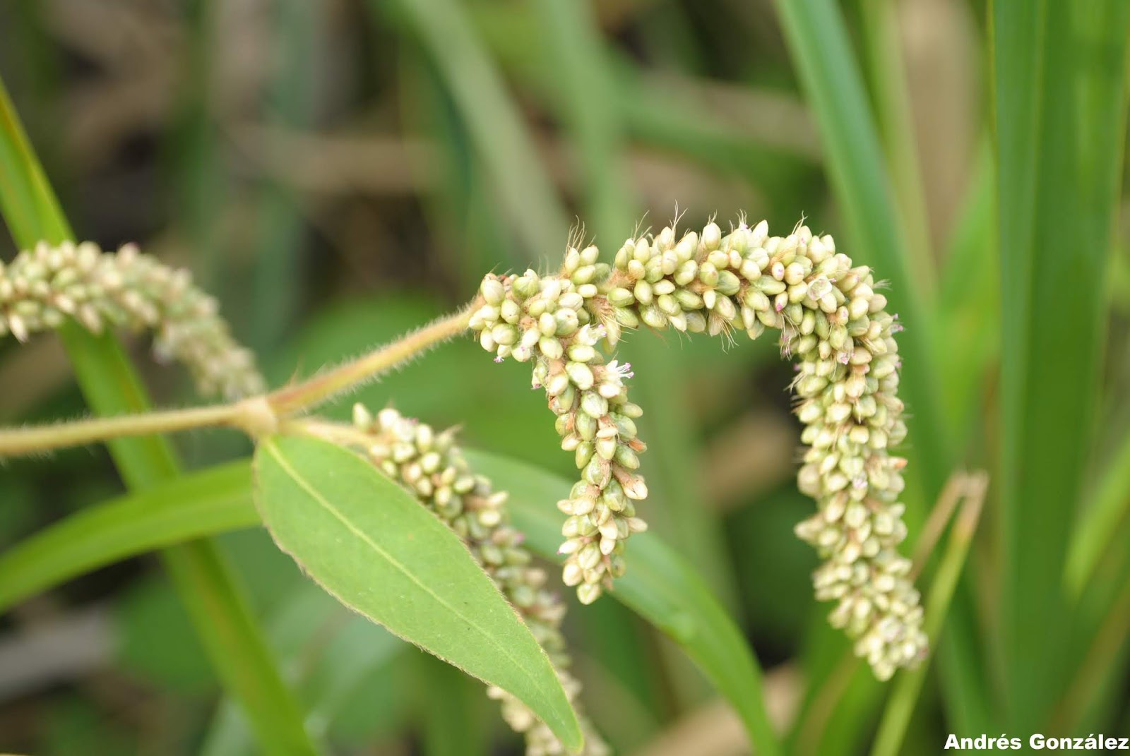 FOTOS DE FLORA NATIVA Y ADVENTICIAS DE URUGUAY : Polygonum acuminatum ...