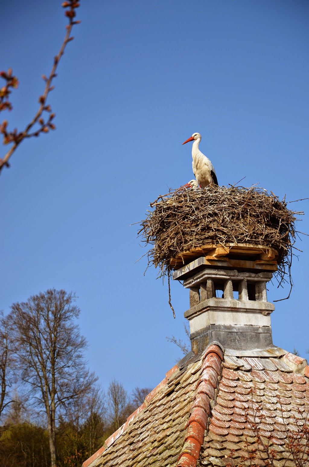 FotoEggi: Storchenkolonie Uznach