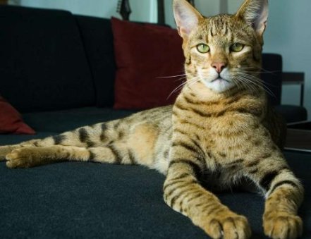 Asherah Cat, Snow Ashera Cat, Ashera Cat Breeder, Royal Ashera Cat ...