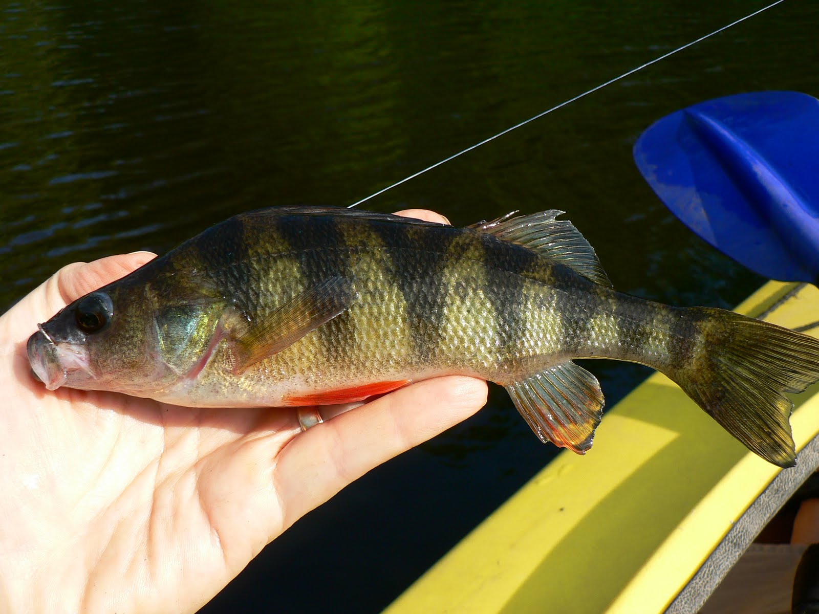 SwampThings: Fishing on the Chowan