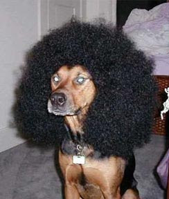 SC6: Kooky Picture of the Week... Afro Dog
