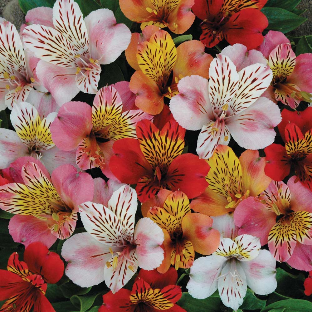 Alstroemeria - The Lily of the Incas ~ The Fancy Flora