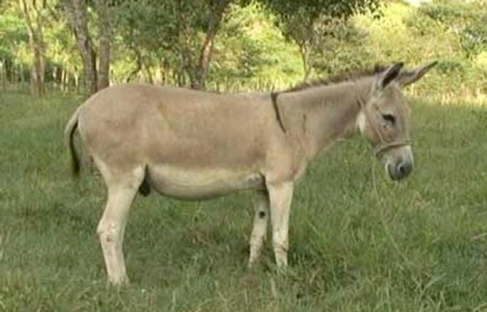 Almanaque: La desgraciada muerte del borrico Pajarito