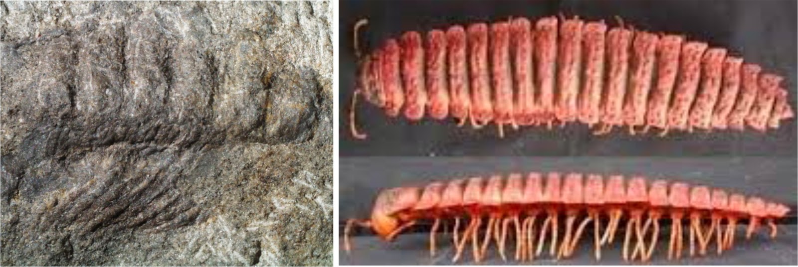 viventibus esse: Dobytie súše: 3. časť – Stručná história terestrializácie