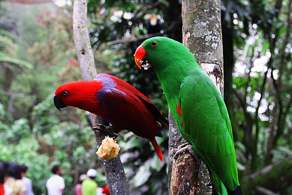 cerita-burung-beo-baba-syam