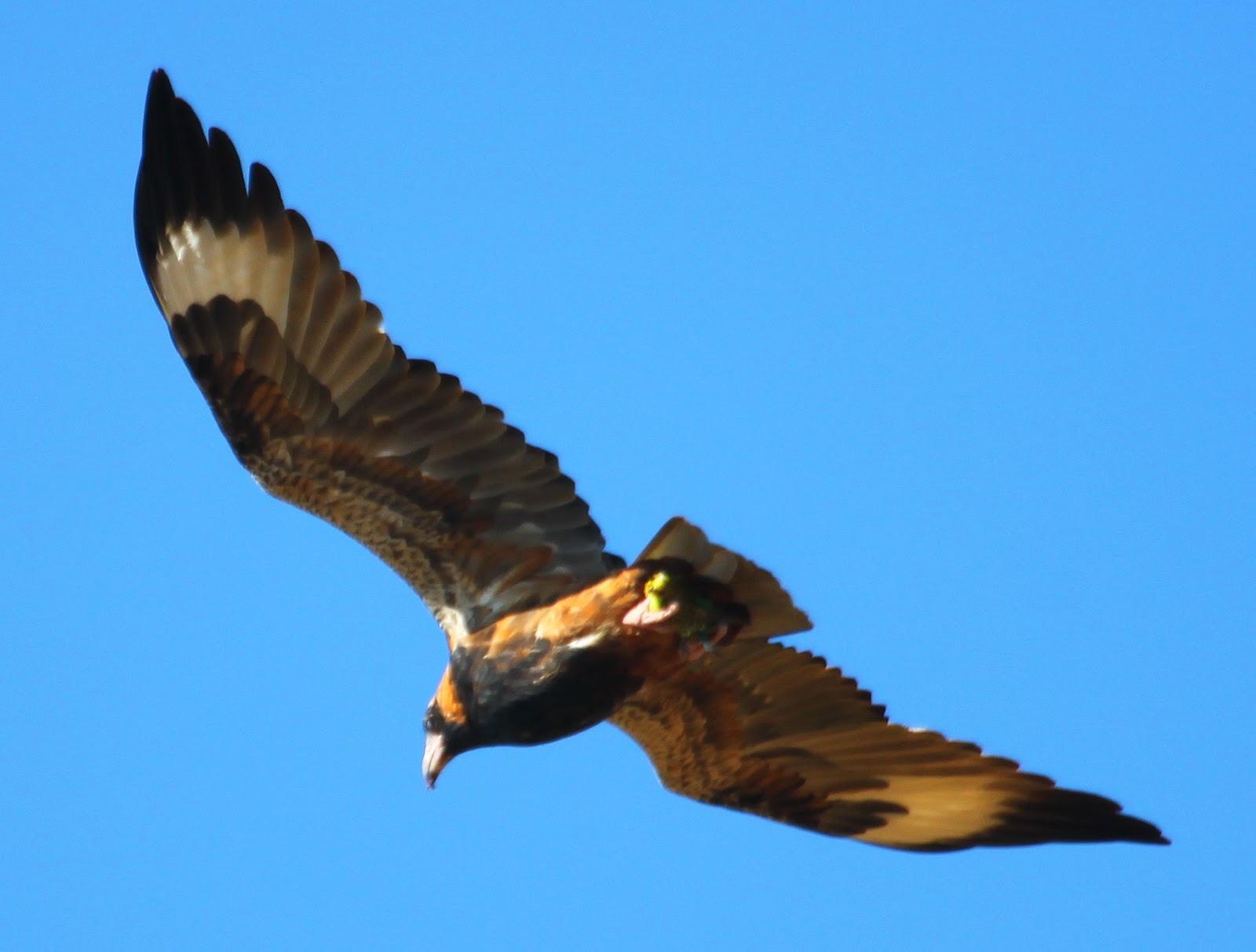 Richard Waring's Birds of Australia: Black-breasted Buzzards and Wedge ...