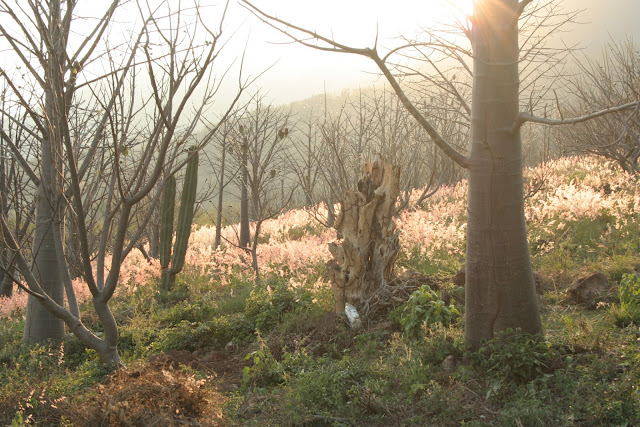 La Vida Enchilosa - Brésil olé olé: Etnobotanica o nada