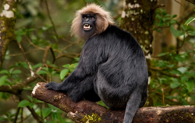Nilgiri Langur in India