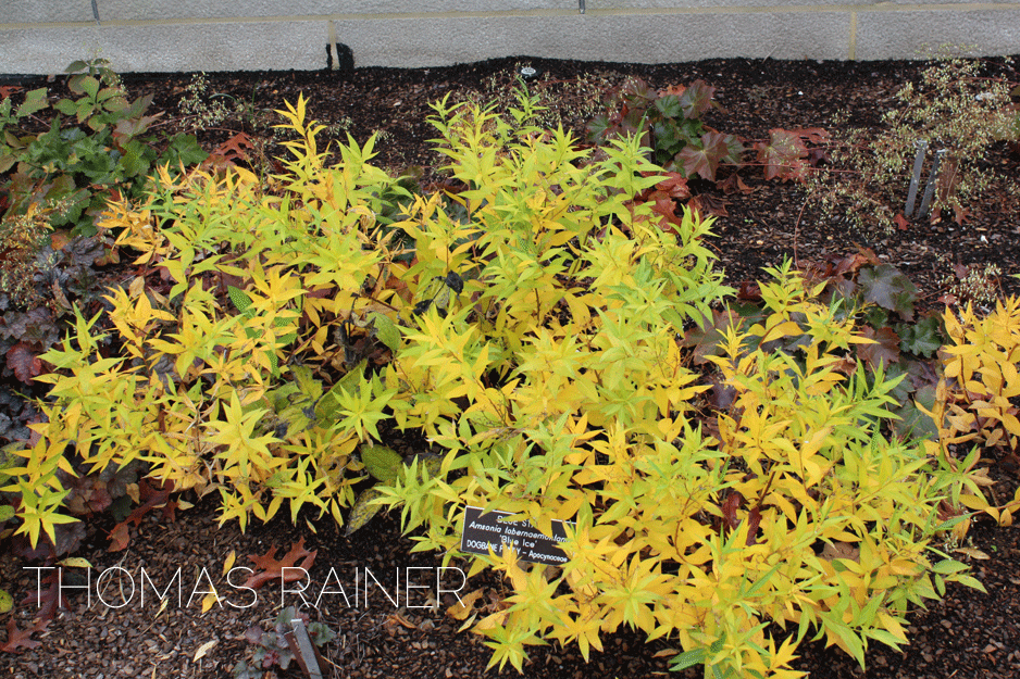 grounded design by Thomas Rainer: Fantastic Native Cultivar: Amsonia ...