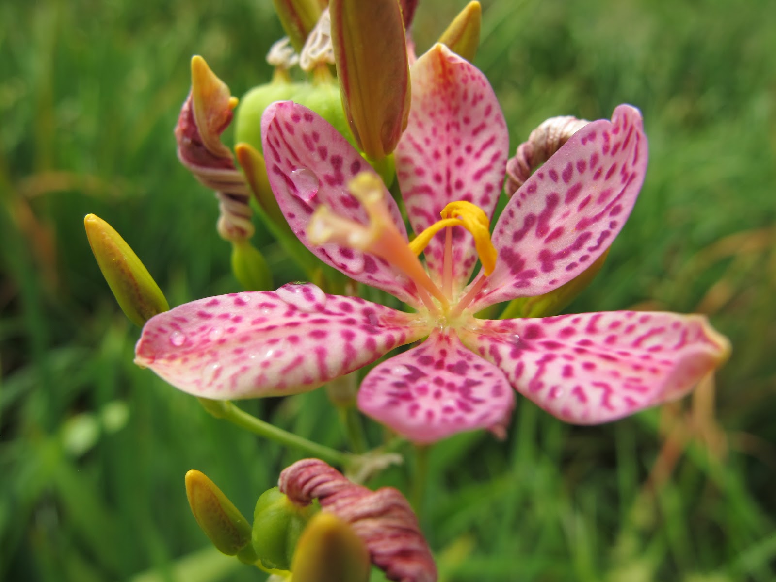 World of Irises: July 2012