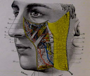 ANATOMÍA CLÍNICA DE LA CAVIDAD BUCAL