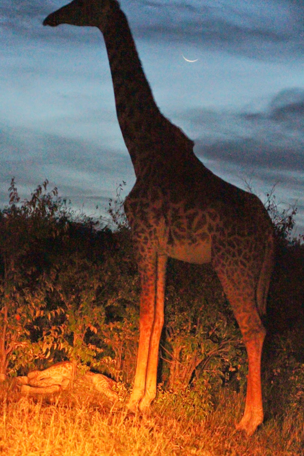 Notes From Kenya: MSU Hyena Research: A Grieving Giraffe?