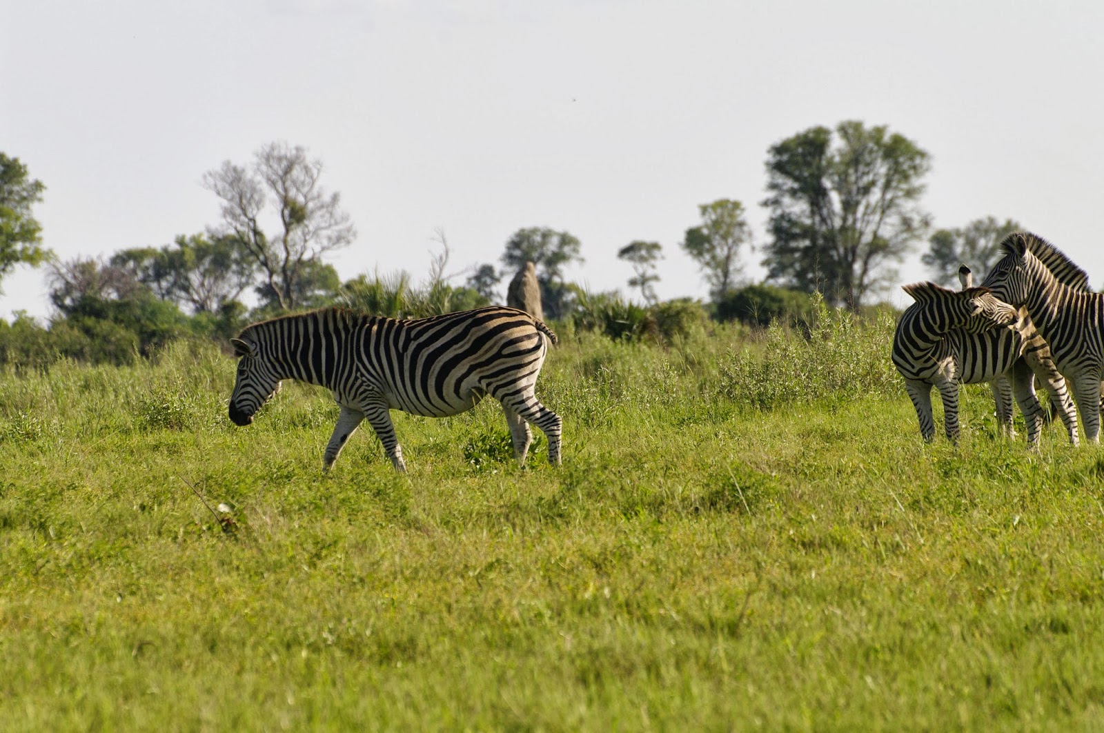 The Southern Africa Adventure