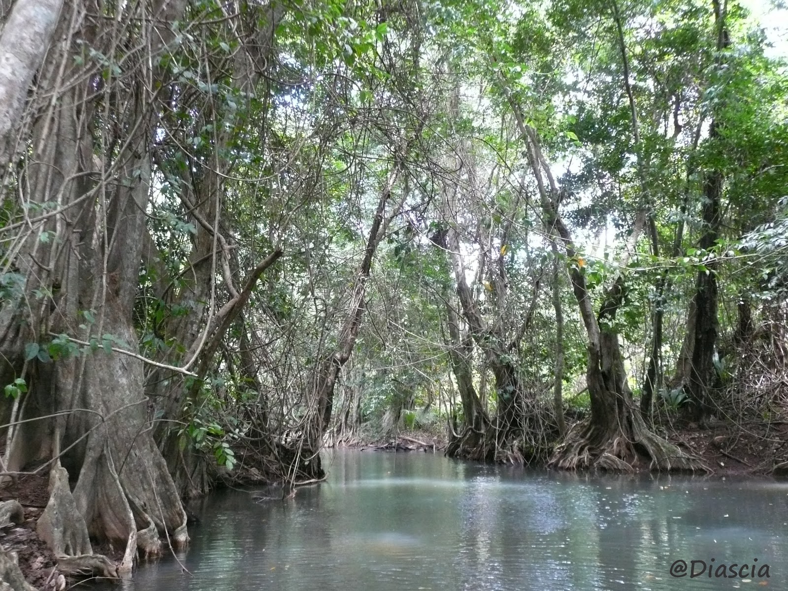 Le jardin de Diascia: LA MARTINIQUE - VEGETATION LUXURIANTE