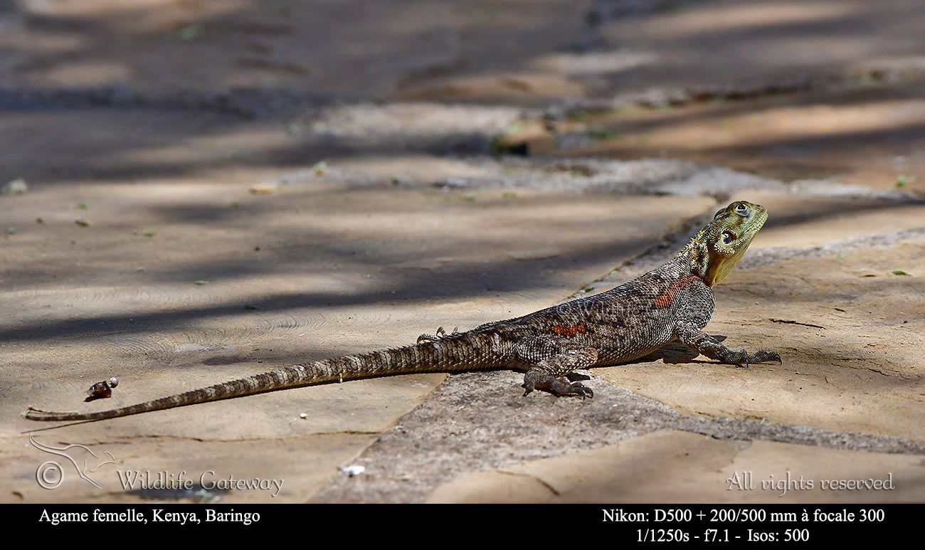 WILDLIFE GATEWAY: Les Agames des colons, ou Margouillat