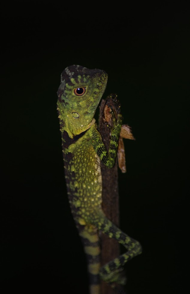 Wildlife of S. E. Asia and S. America. A Photo Journal by Francis ...