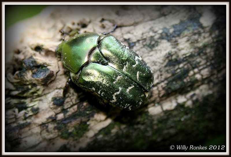 INSECTENWERELD: Bladsprietkevers (Scarabaeidae)