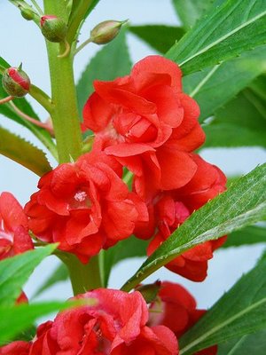 Pondok Herbal Wanita: Tanaman Pacar Cina