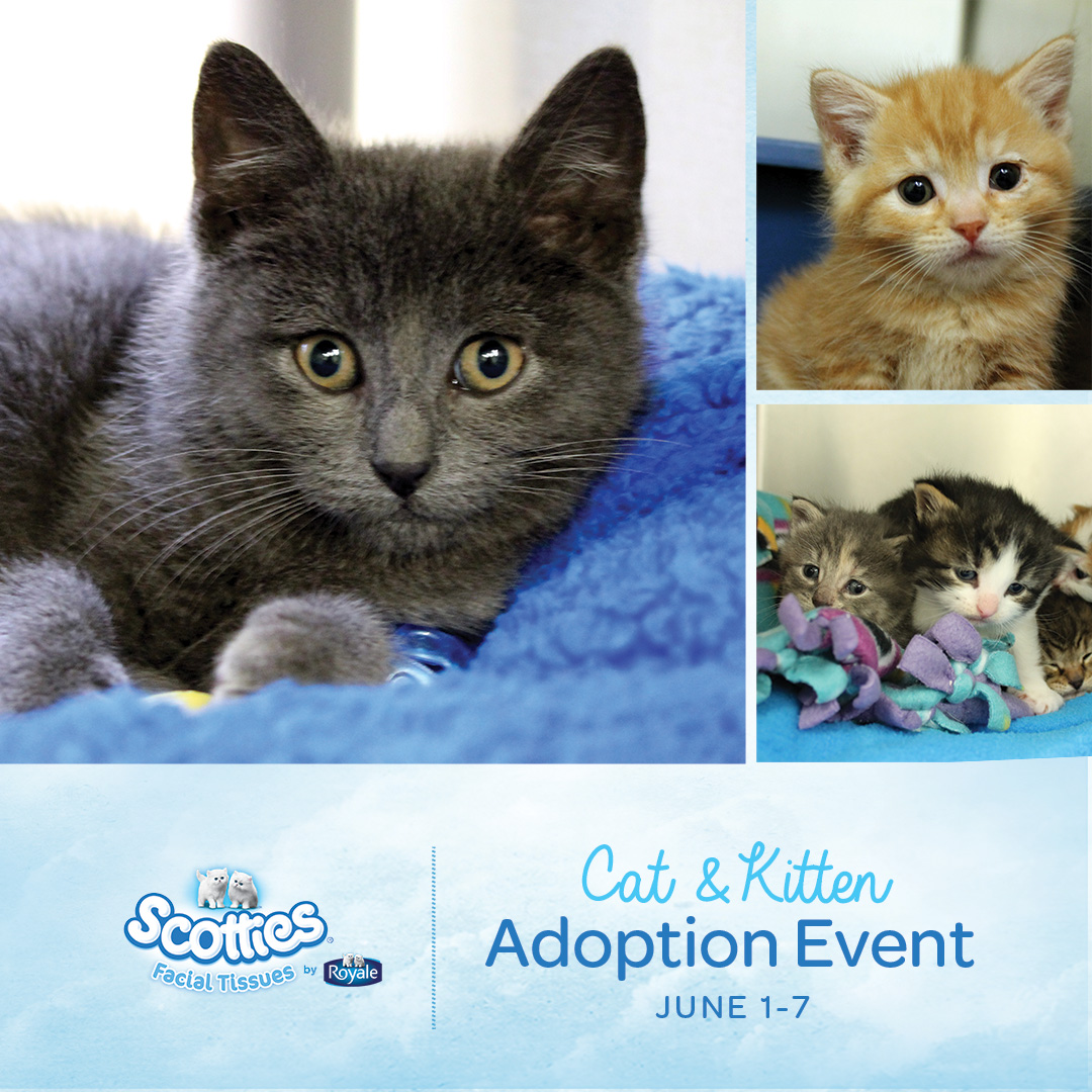 Cat & Kitten Adoption Event at Humane Society of Tampa - FASHIONTOLIVE ...