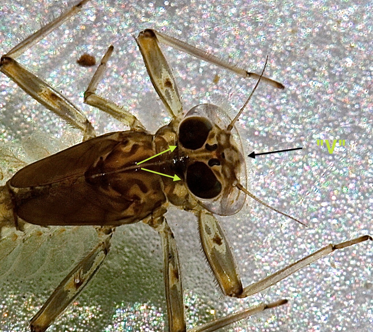 Aquatic Insects of Central Virginia: Is it a new Epeorus flatheaded ...