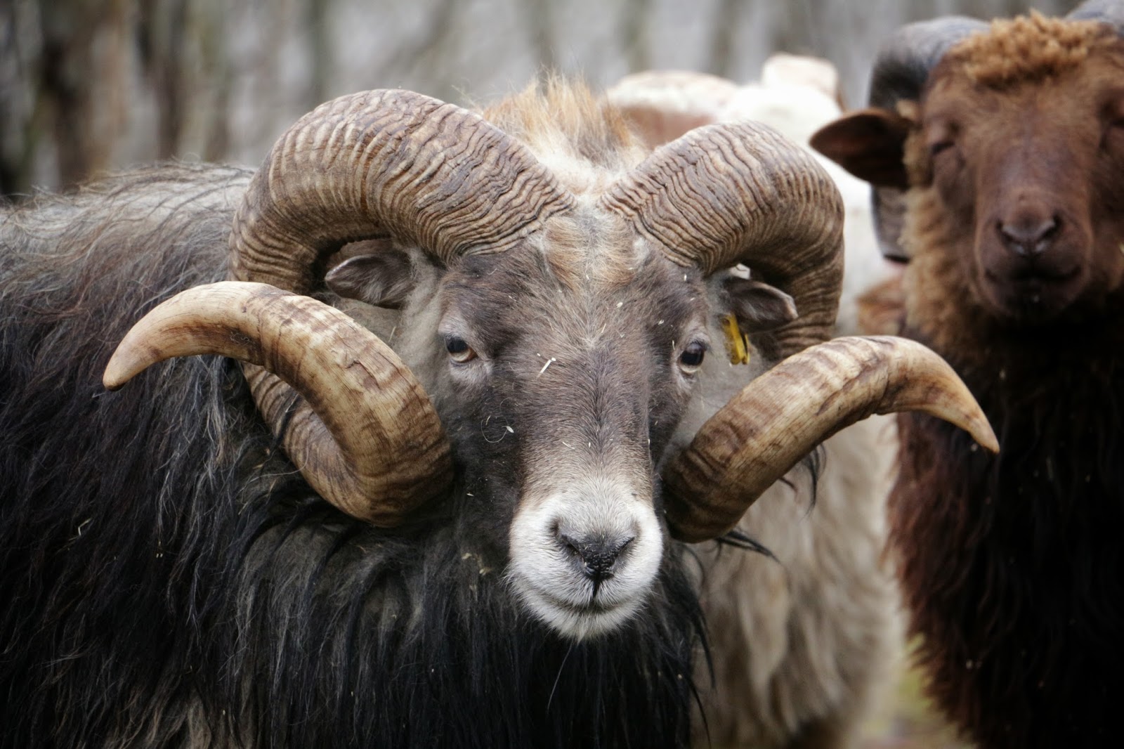 driftwool: bunte Skudden