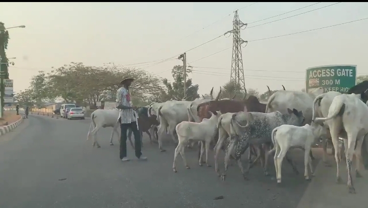 SHOCKING: Cows Storm Abuja International Airport, Cause Traffic - Abuja ...