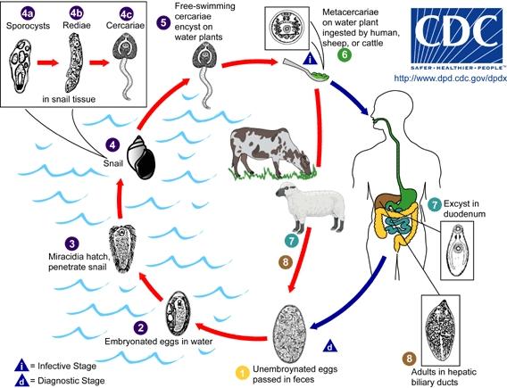 Platyhelminthes: FLUKES – Class Trematoda