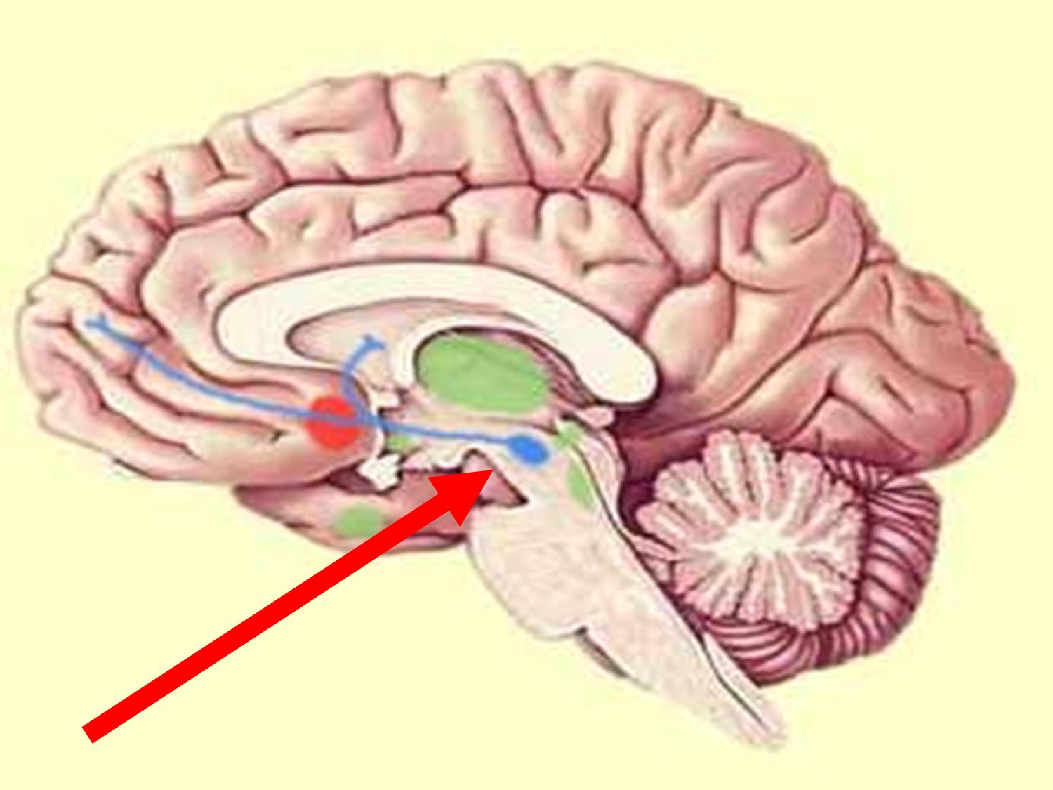 Neuropoint__ O cérebro em foco: A atenção no processo de aprendizagem