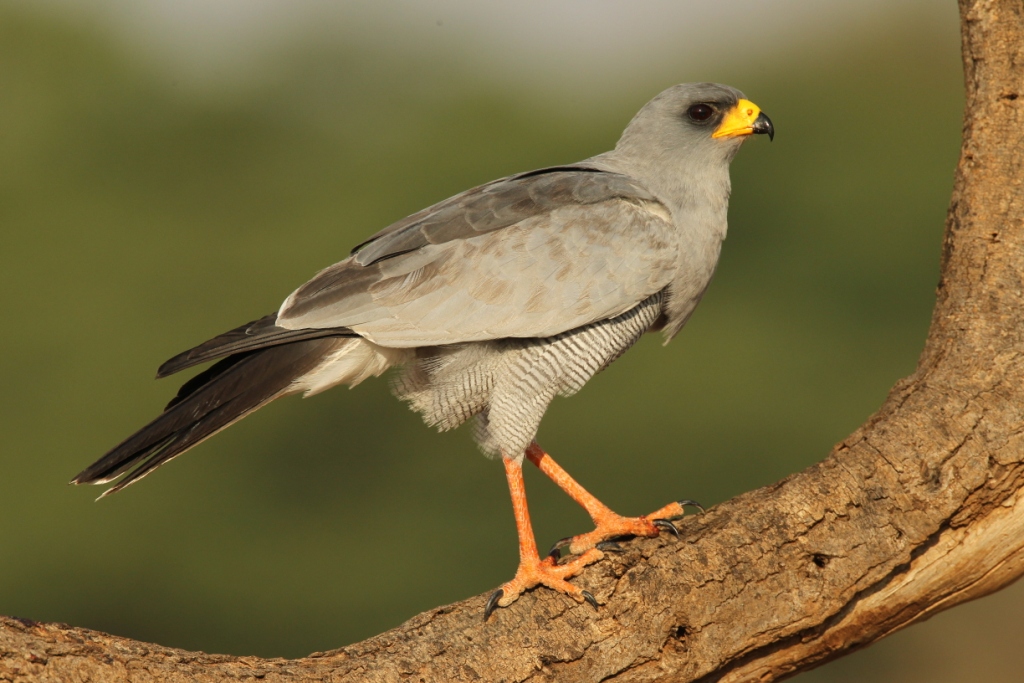 A Day In the Life of a Wildlife Artist: Samburu Bird Life