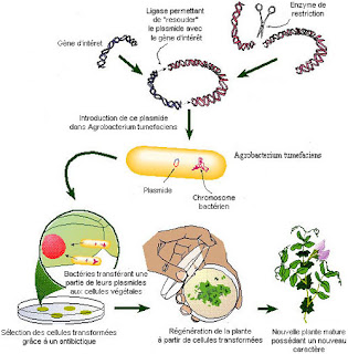 Comment avoir un OGM ? ~ Bien être