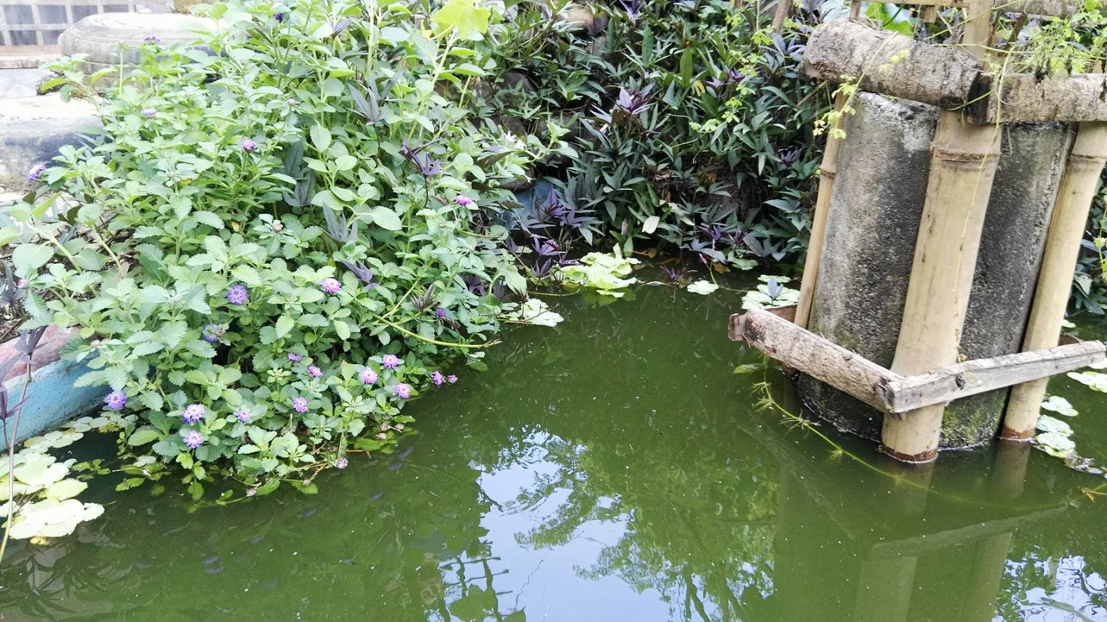 Lemon GreenTea: Jaya Secret Garden grows Blue Ternate Flower (Butterfly ...