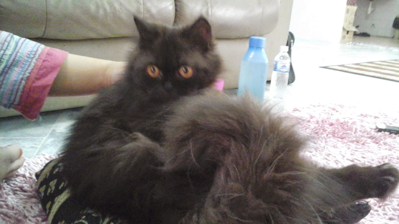 Wallpaper Kucing Comel Murah Lengkap