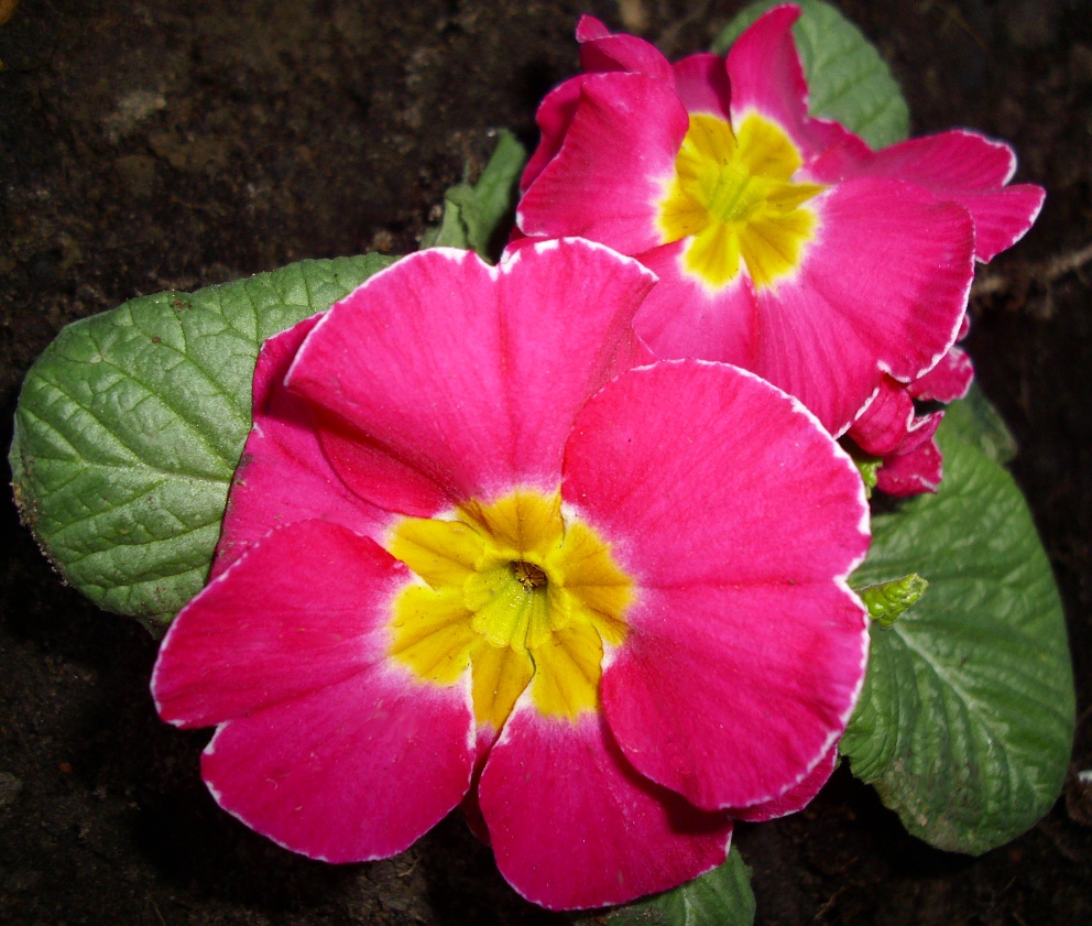 Karin`s Garden: Spring Days4