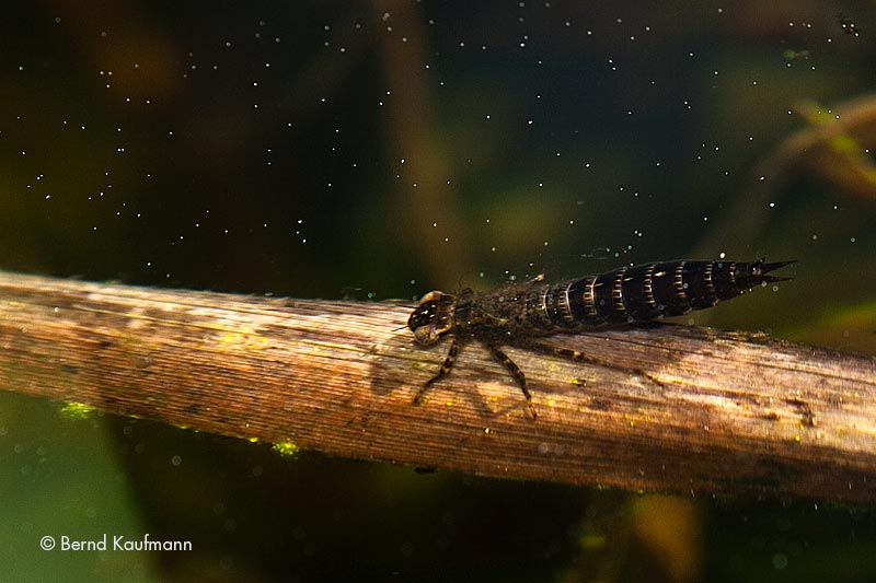 aquamax - das Weblog zur Website: Foto des Tages: Libellenlarve im ...