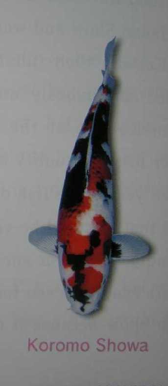 Beautysmile-Koi: Appreciation of Koromo