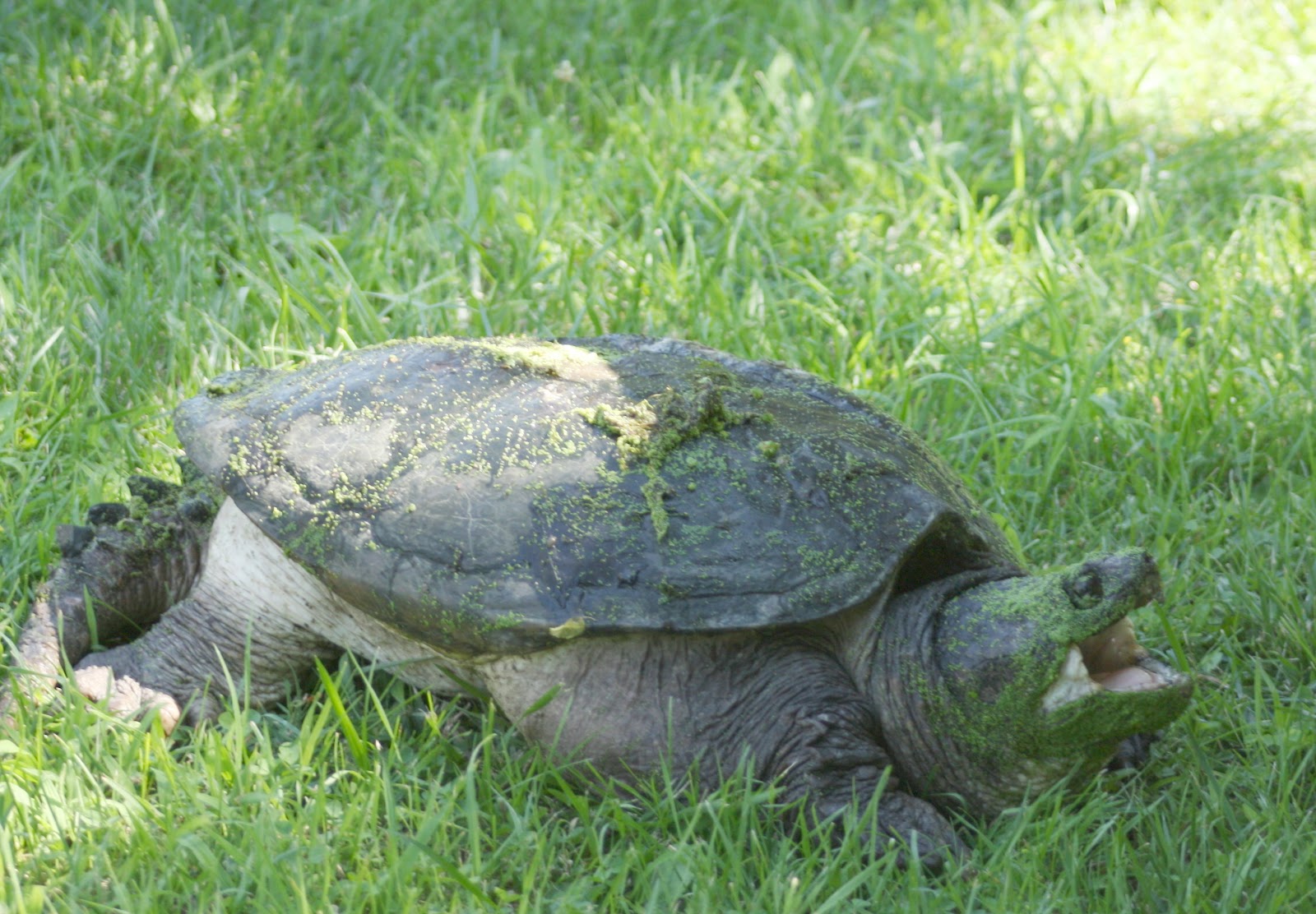 Laura Brownlee's Natural Expressions: "Aaarrrgh! A Prehistoric Swamp ...