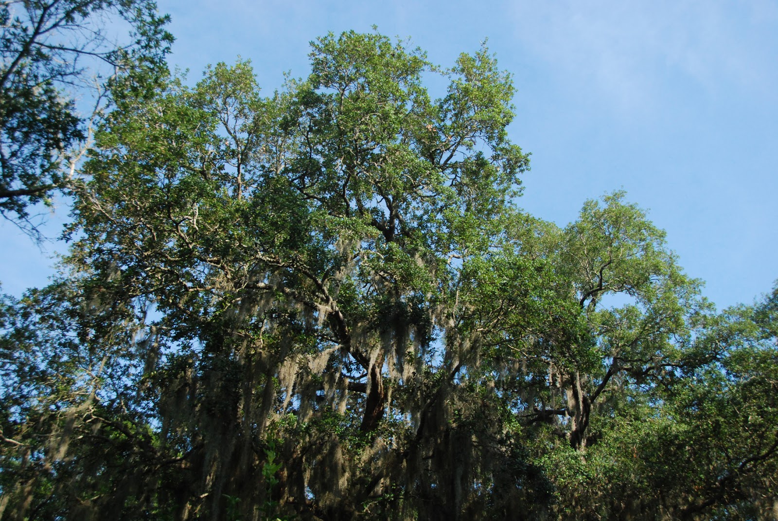 Gaia Garden: Spanish Moss, Gray Beards on the Trees
