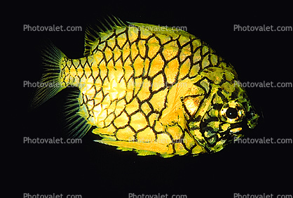 Info animales: PECES CON LINTERNA